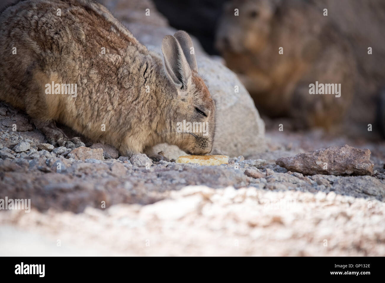 Viscacha hi-res stock photography and images - Alamy