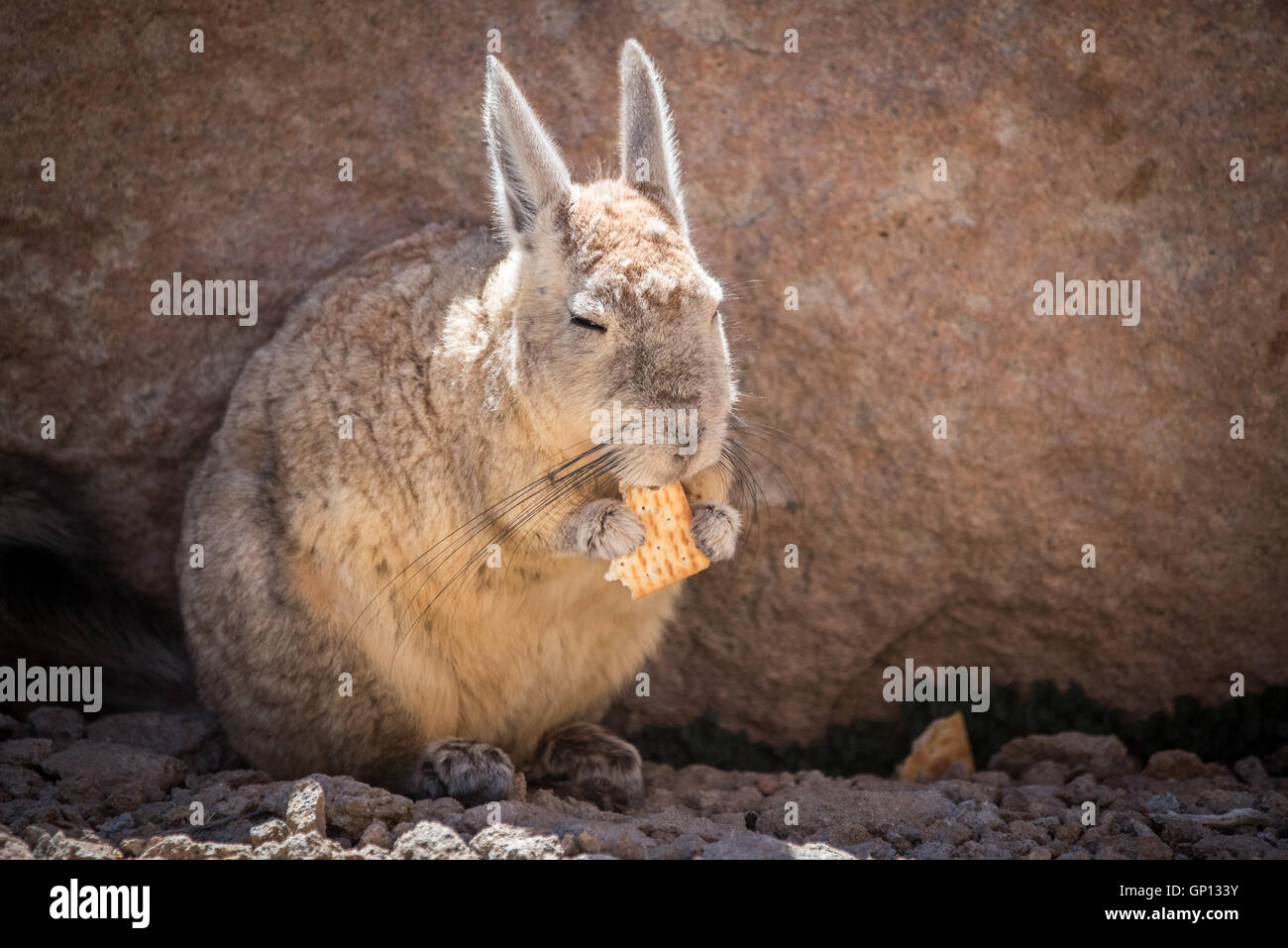 Viscacha hi-res stock photography and images - Alamy