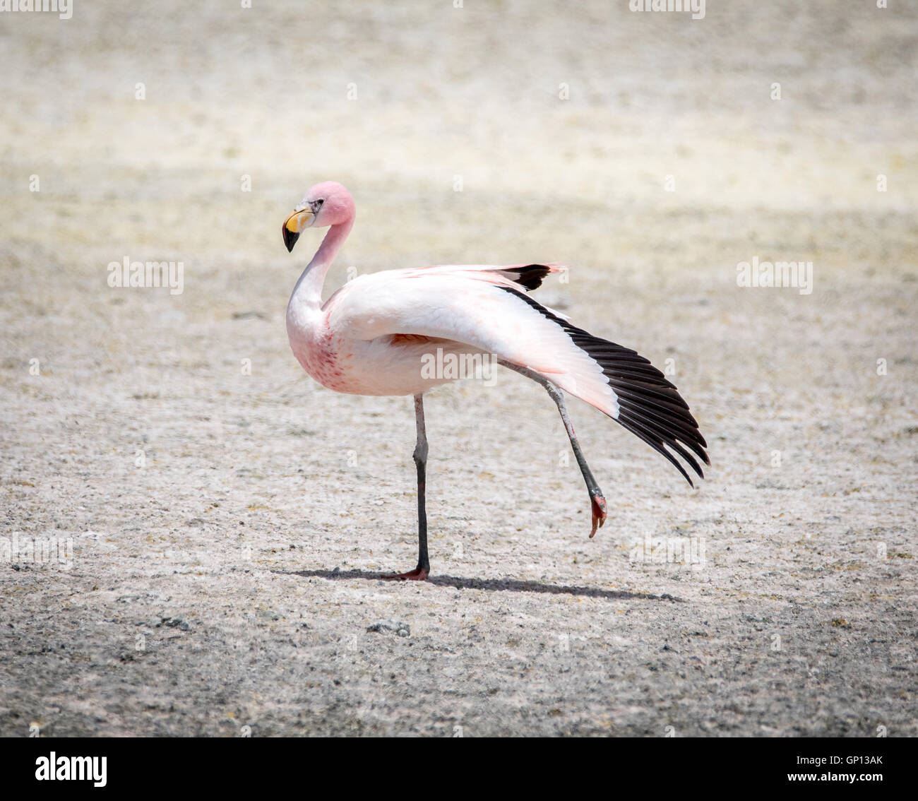 Flamingo fly wing bird High Resolution Stock Photography and Images - Alamy