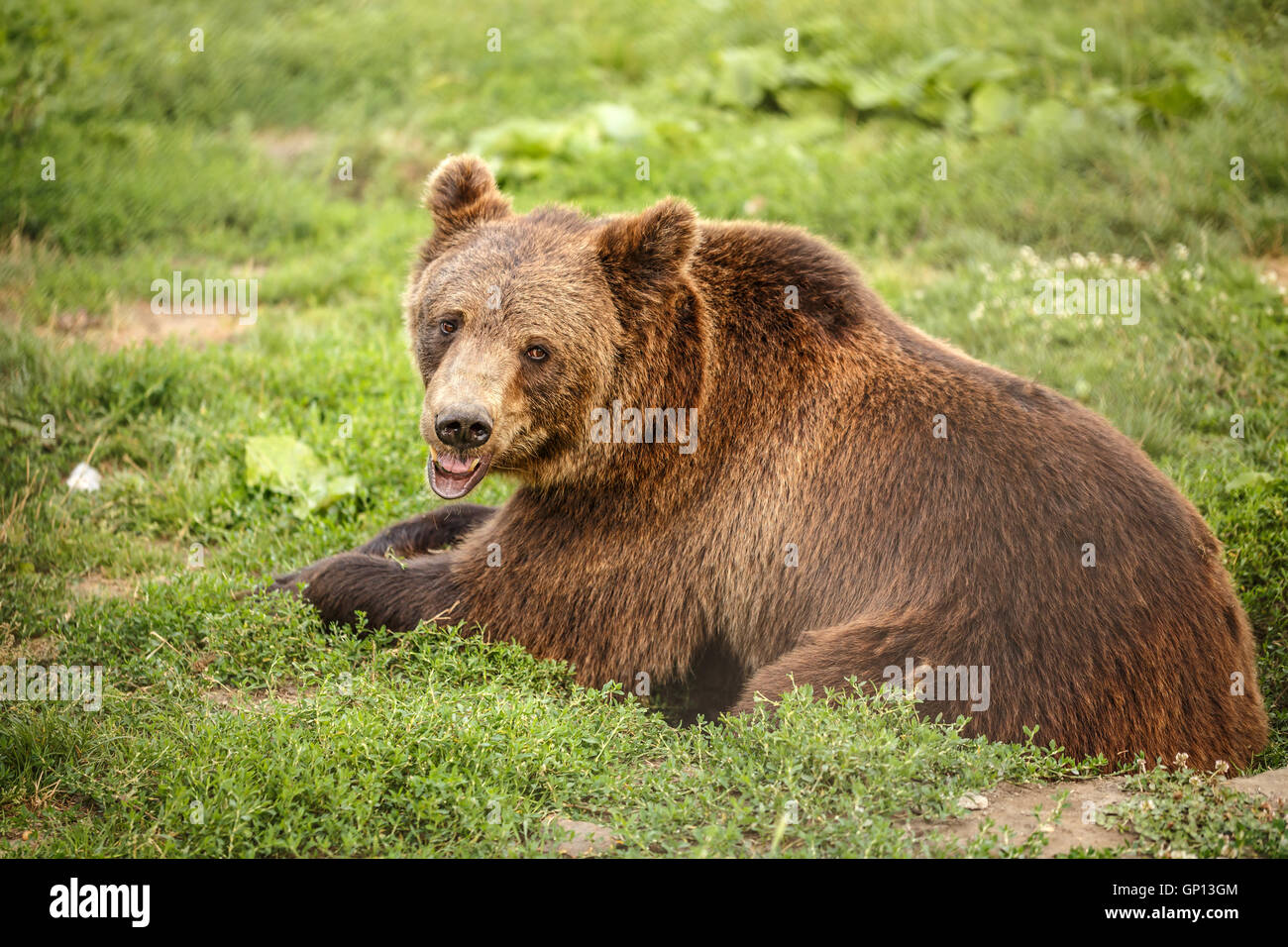 Brown bear resting in forest. portrait of brown bear Stock Photo - Alamy