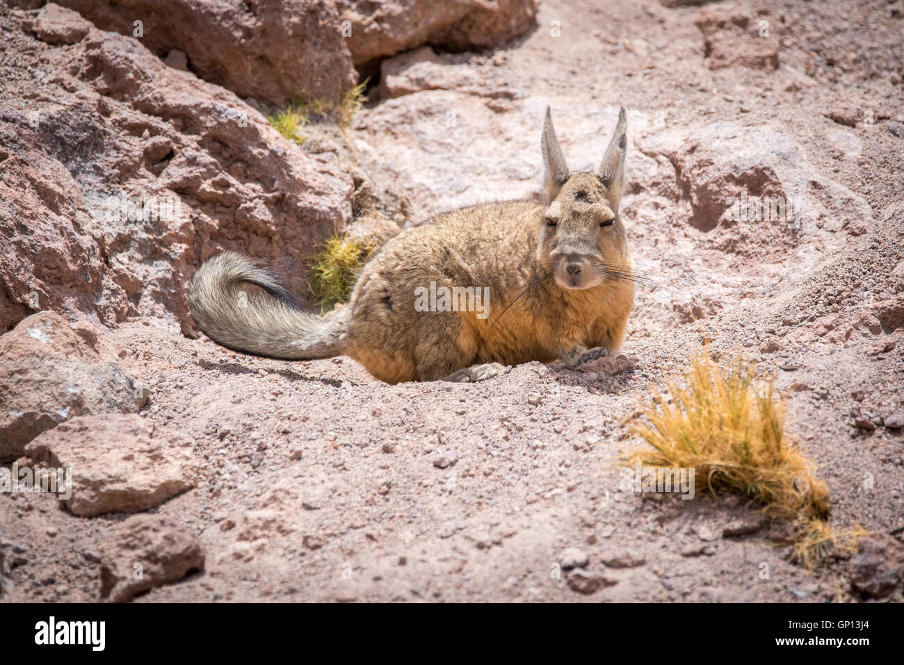 Chinchilla rabbit hi-res stock photography and images - Alamy
