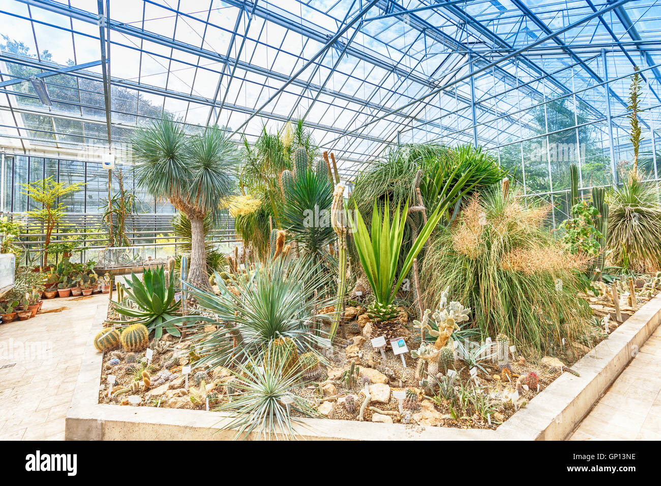 Palm tree and cactus hi-res stock photography and images - Alamy