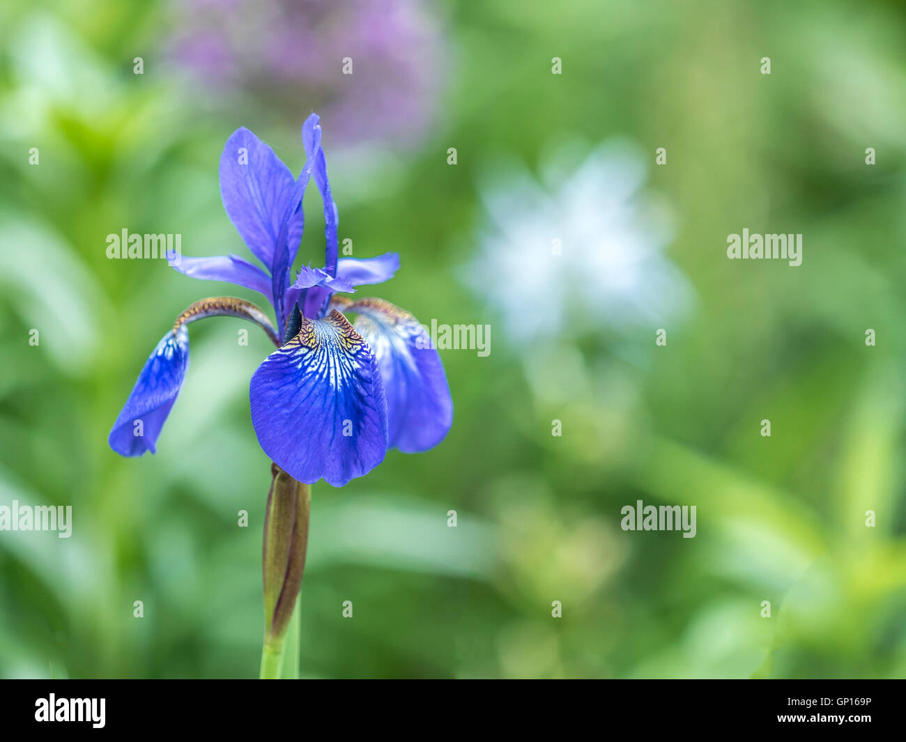 Blue iris flower hi-res stock photography and images - Alamy