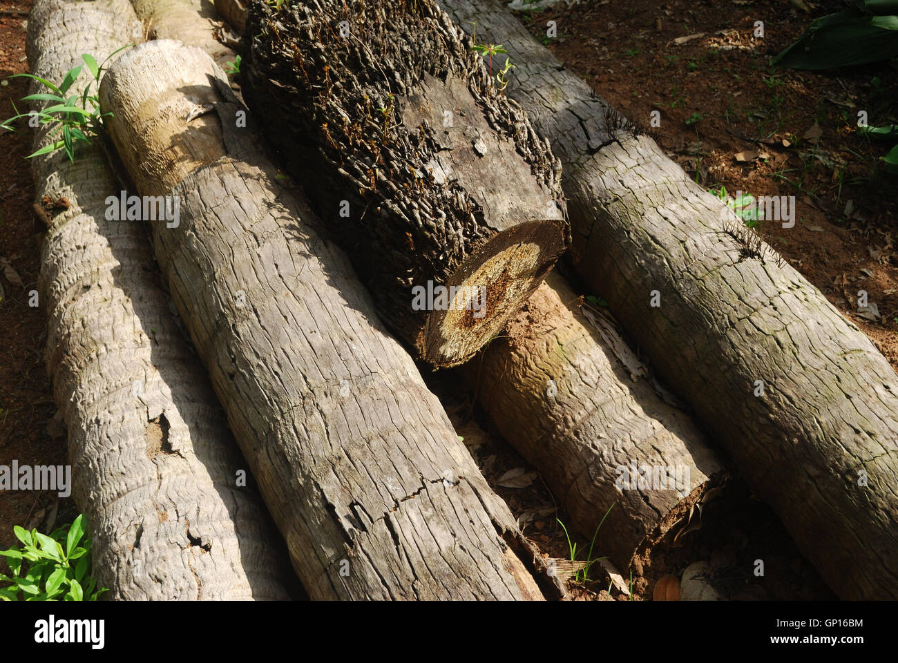 Coconut tree cut hi-res stock photography and images - Alamy