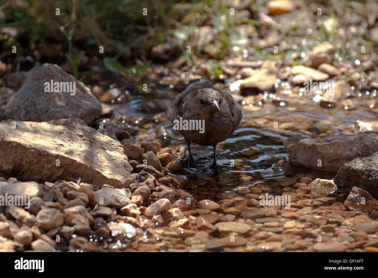 Thirsty bird hi-res stock photography and images - Alamy