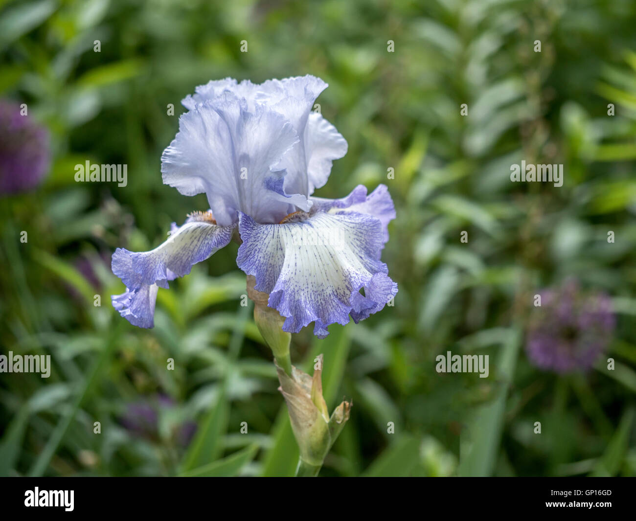 Blue Iris flower with water drop in close up Stock Photo - Alamy