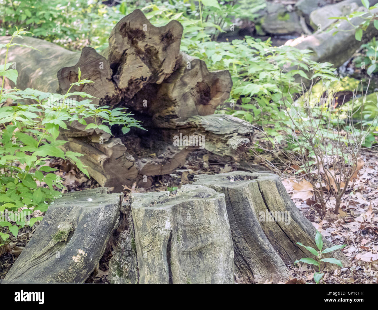 Tree stump in forest in summer Stock Photo - Alamy