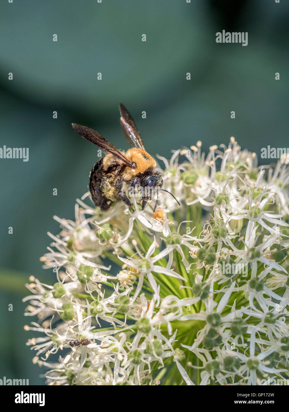 bumblebee, also written bumble bee, is any member of the bee genus ...
