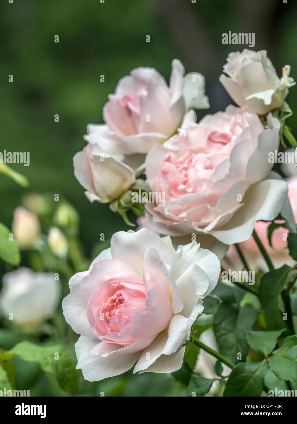 Rose is a woody perennial flowering plant of the genus Rosa, in the ...