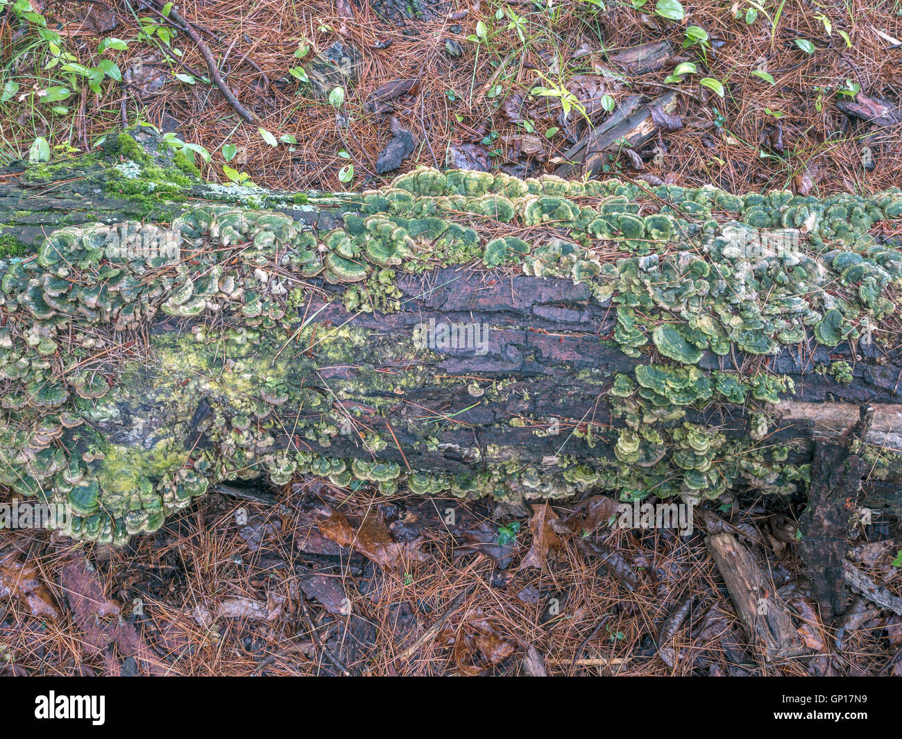 Rotting tree trunk in forest covered with mushrooms and Fungi Stock ...