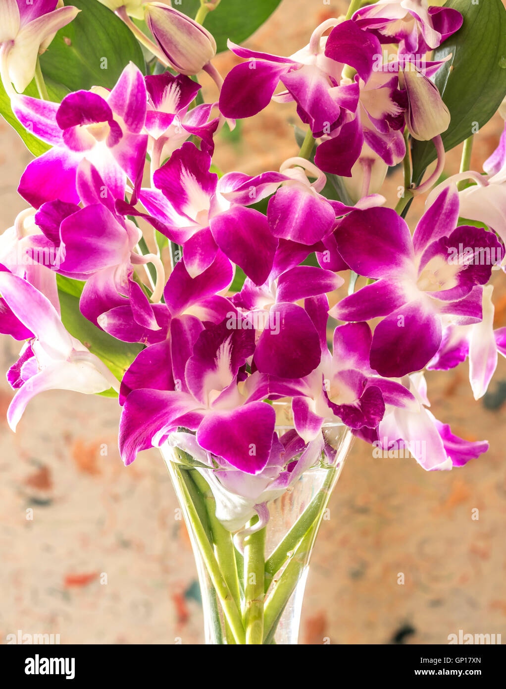 Dendrobium species hi-res stock photography and images - Alamy