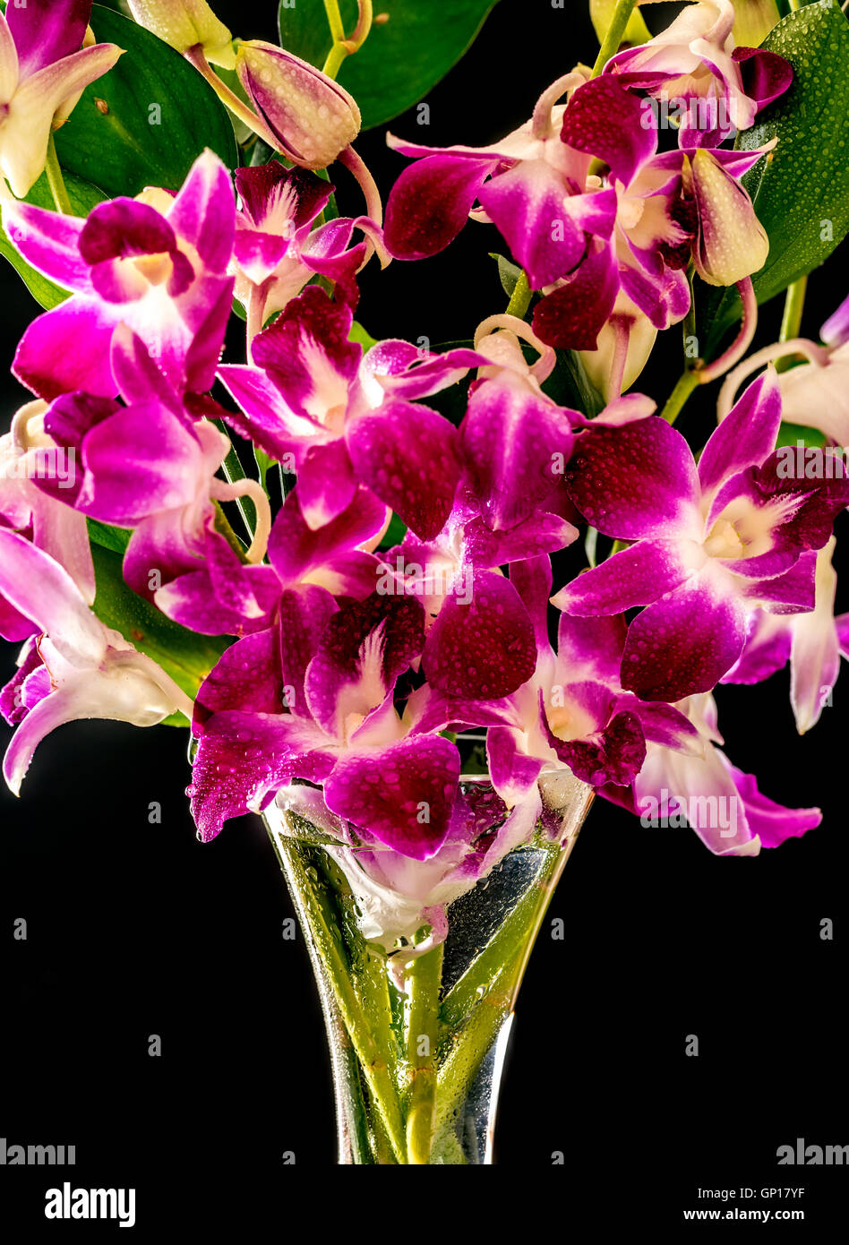 Dendrobium species hi-res stock photography and images - Alamy