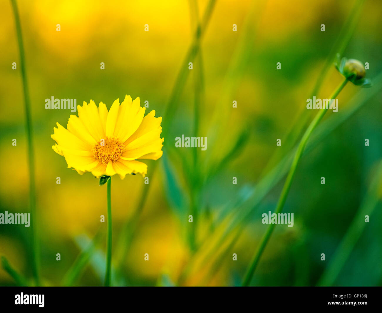 Daisy in the early morning hi-res stock photography and images - Alamy
