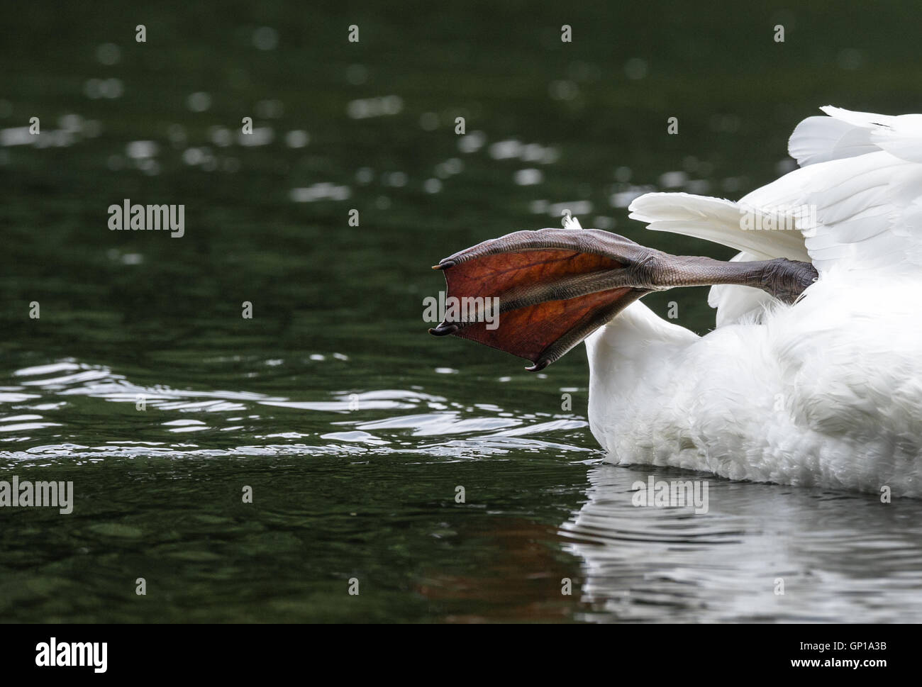 Swan foot hi-res stock photography and images - Alamy