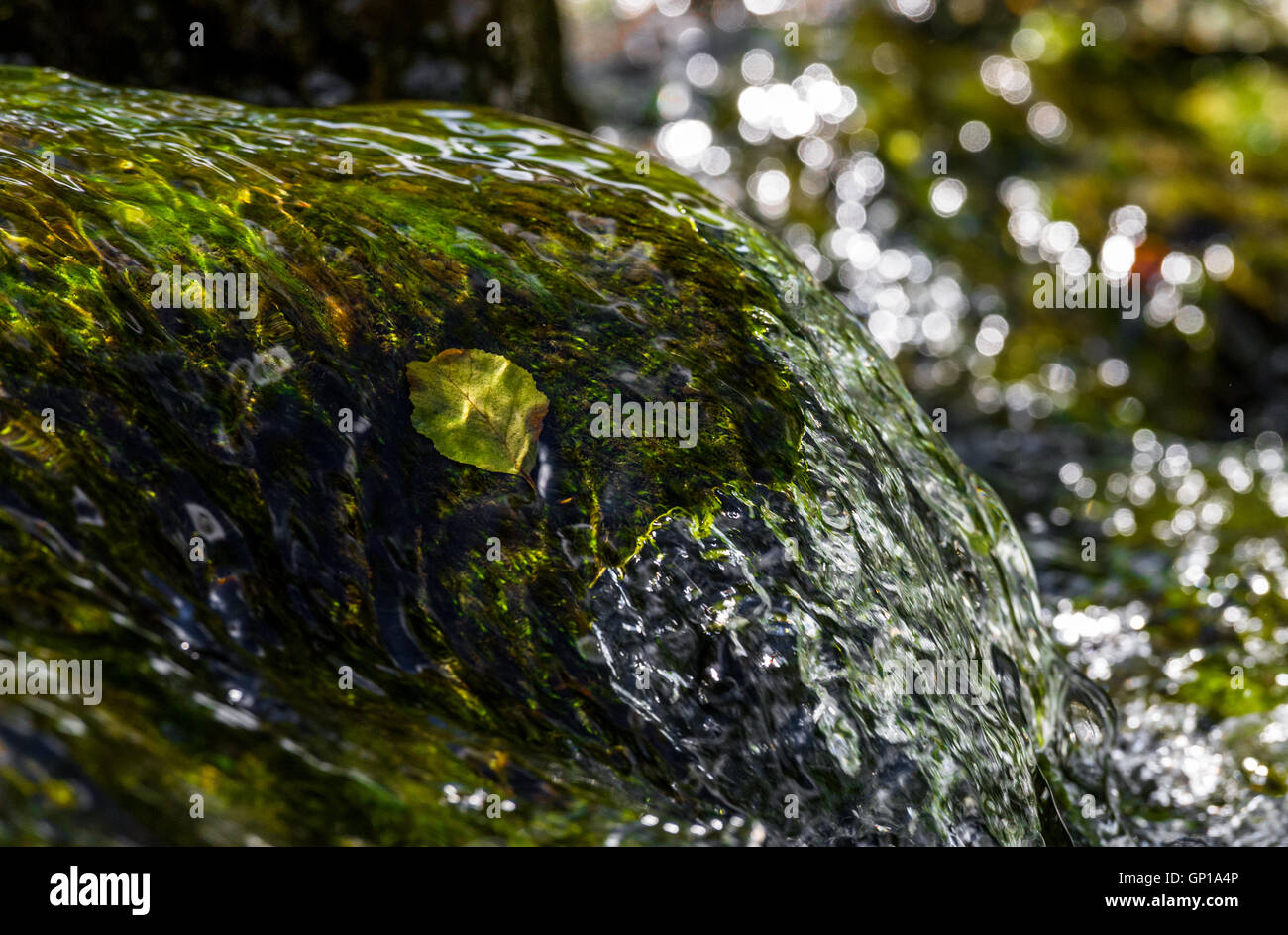 Small single leaf hi-res stock photography and images - Alamy