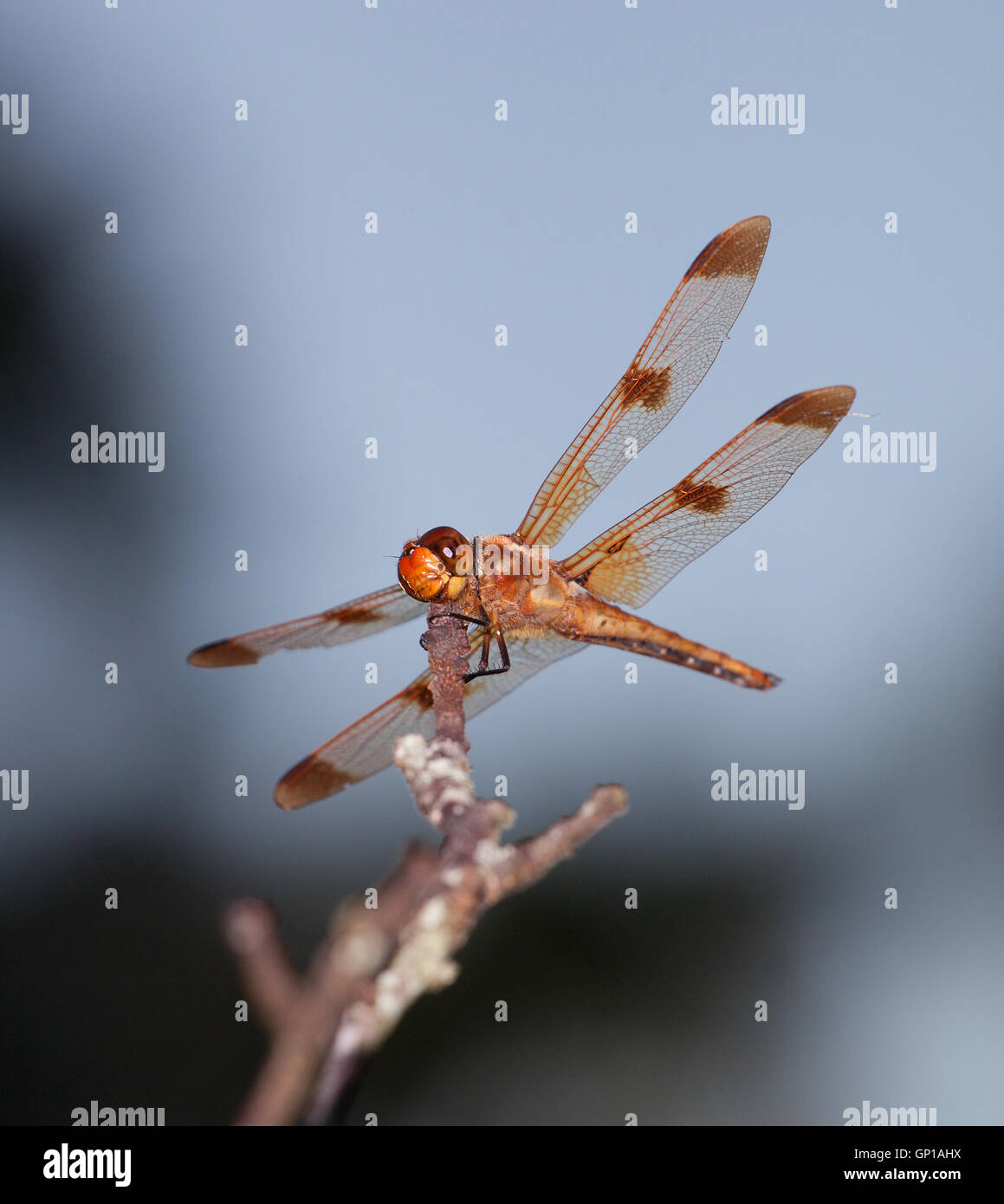Orange dragonfly hi-res stock photography and images - Alamy