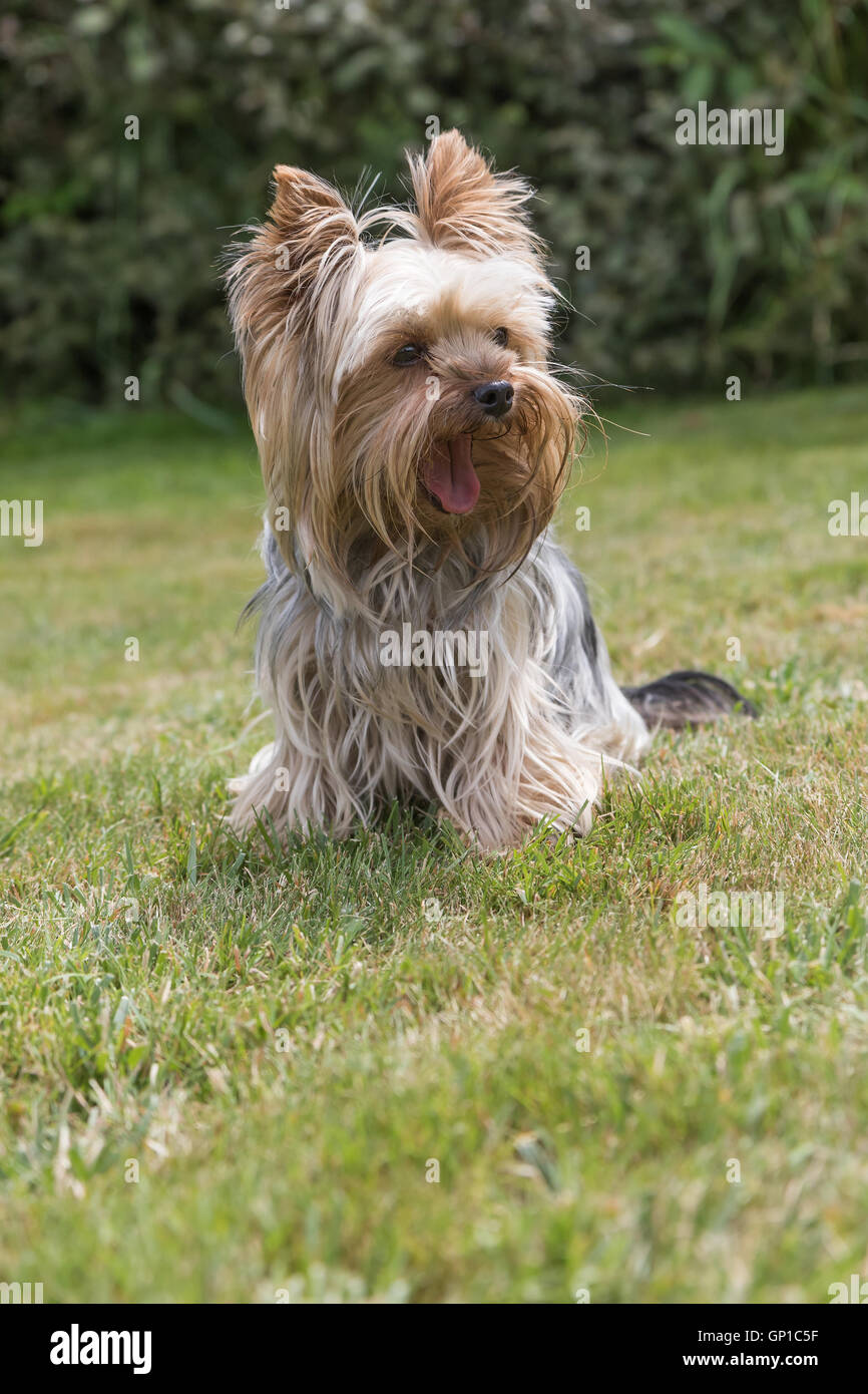 Yorkshire Terrier is sitting on the lawn and is looking sideways. Dog ...