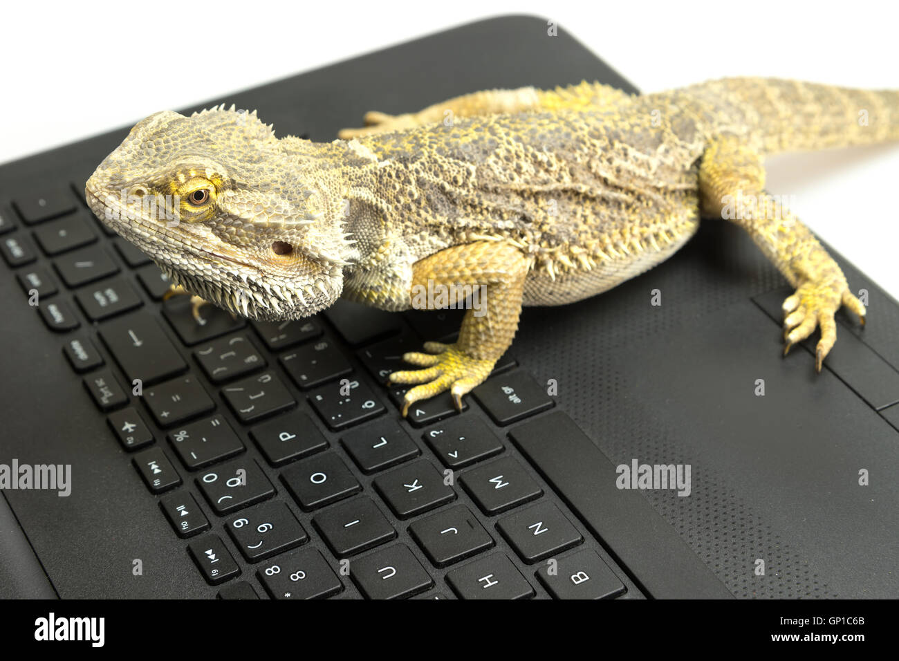 Closeup side view of Agama lizard standing on the notebook keyboard and ...