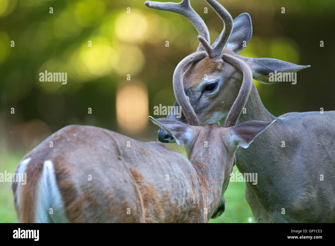Bucks Fight High Resolution Stock Photography and Images - Alamy