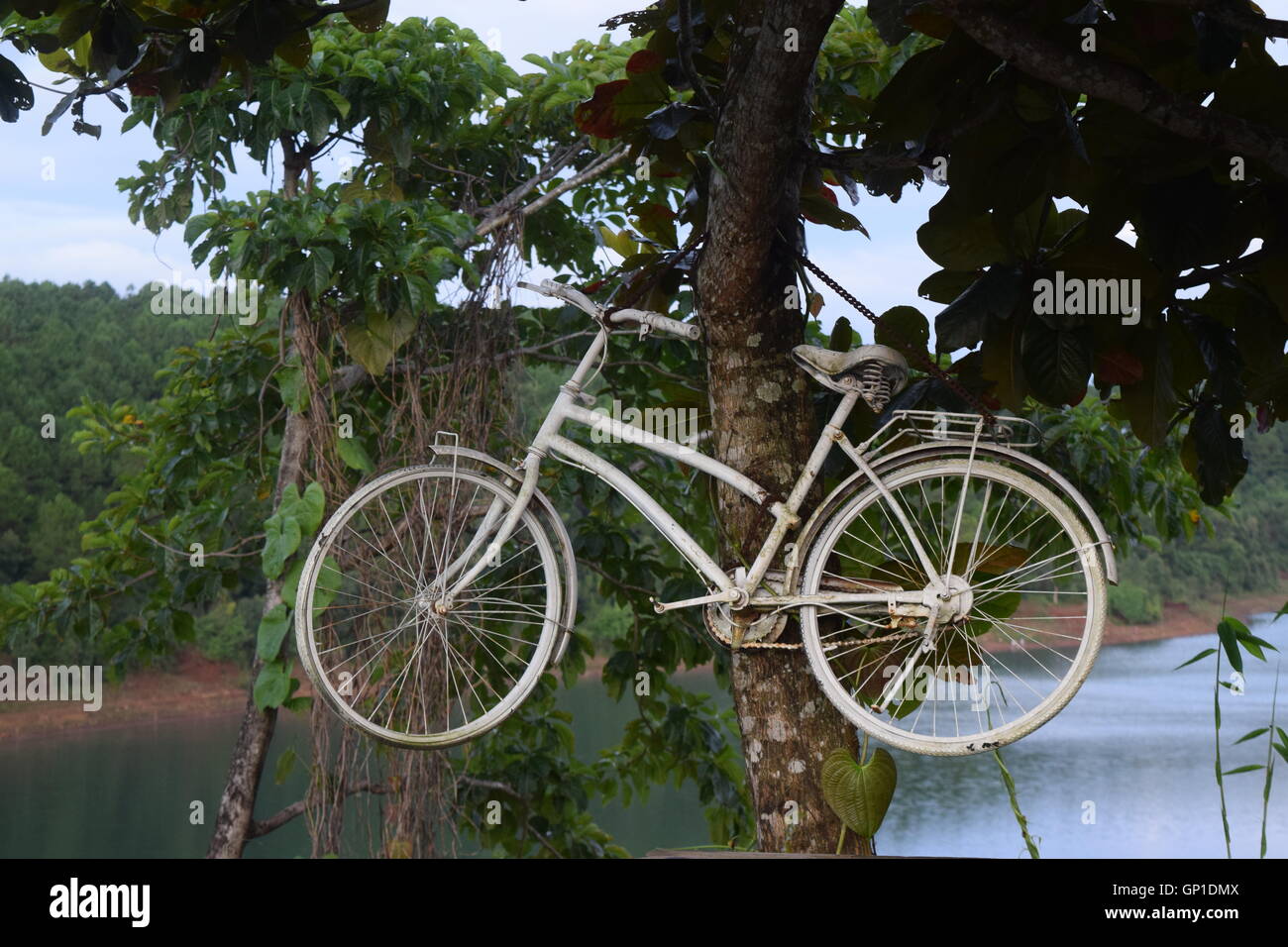 bicycle hanging on the tree Stock Photo - Alamy