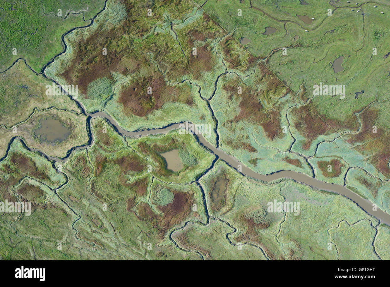 AERIAL VIEW. Salt marsh wilderness on the Western Scheldt Estuary ...