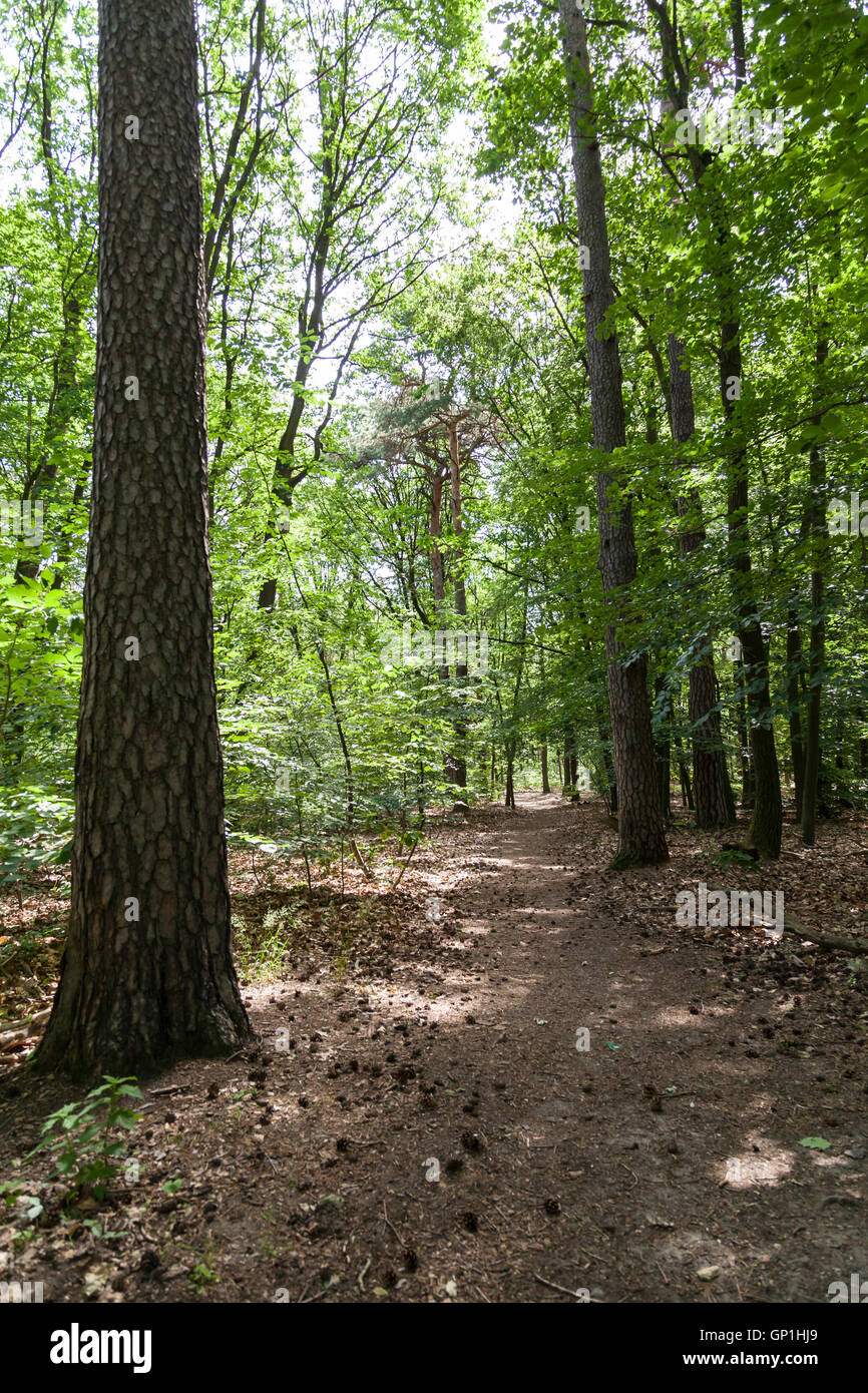 Forest Grunewald in Berlin in summer Stock Photo - Alamy