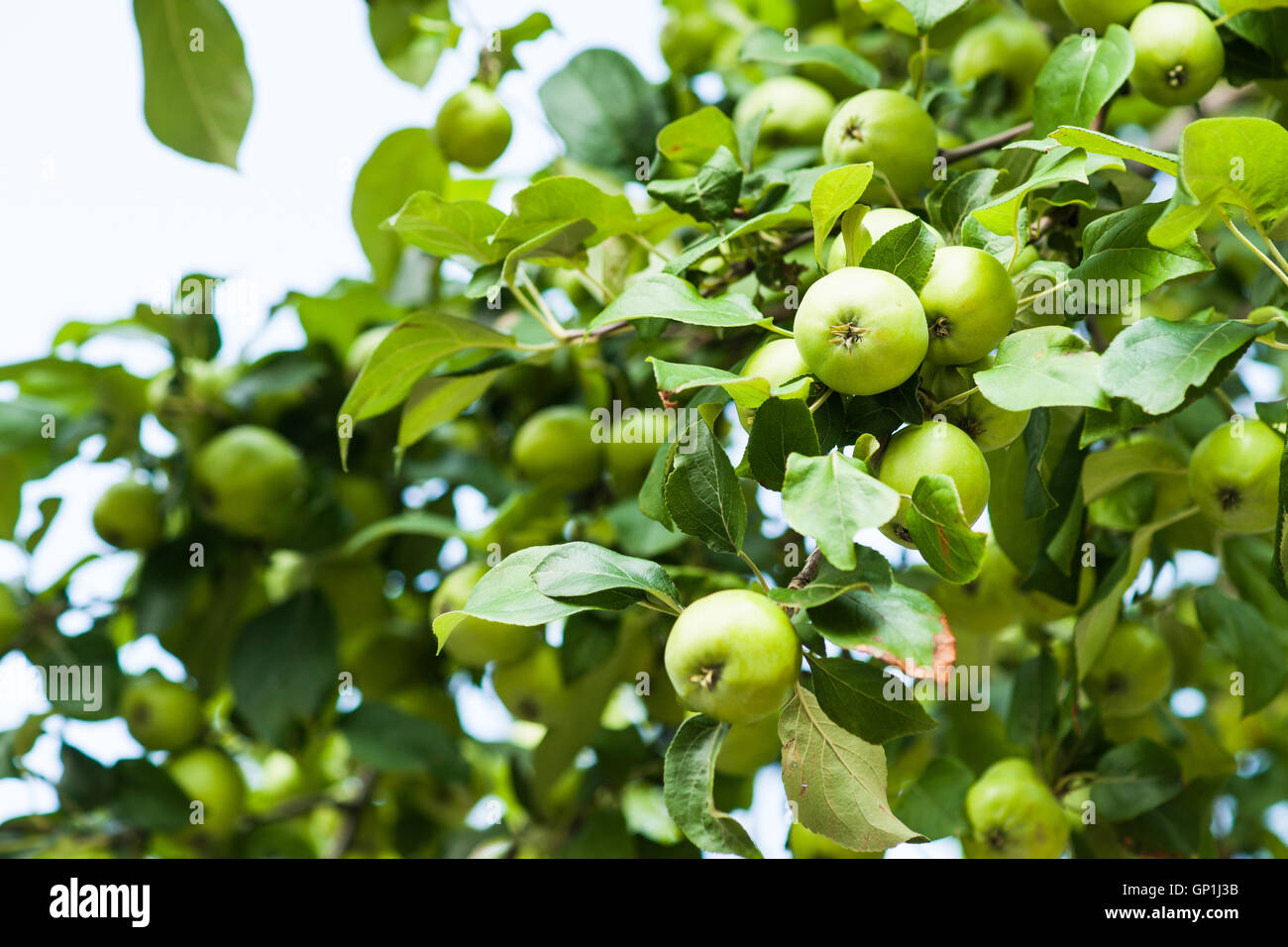 Boughs tree hi-res stock photography and images - Alamy