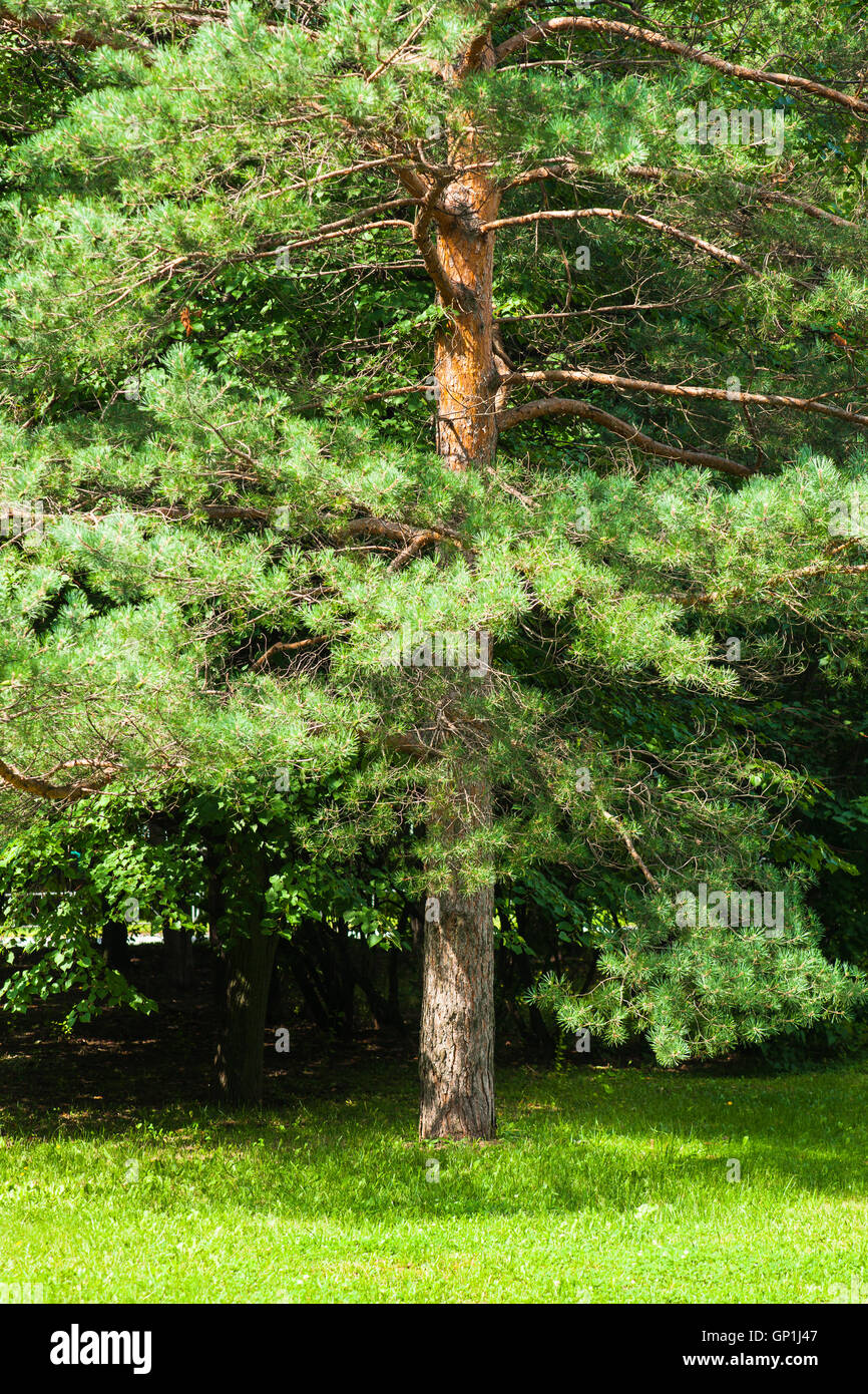 Fluffy pine tree hi-res stock photography and images - Alamy