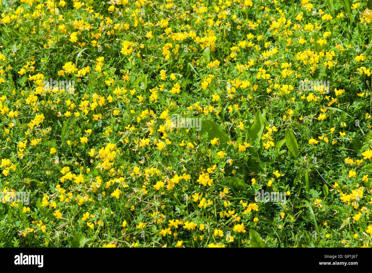 Yellow wildflowers, green grass and leaves of a ribwort or rib grass ...