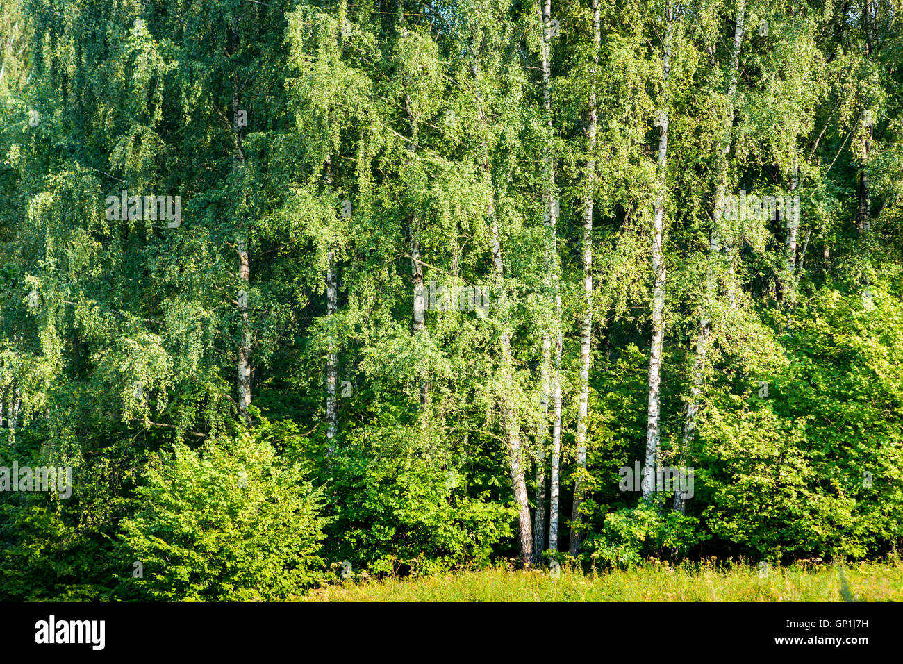 Edge of a birch grove. Green birch trees, plants and bushes, white tree ...