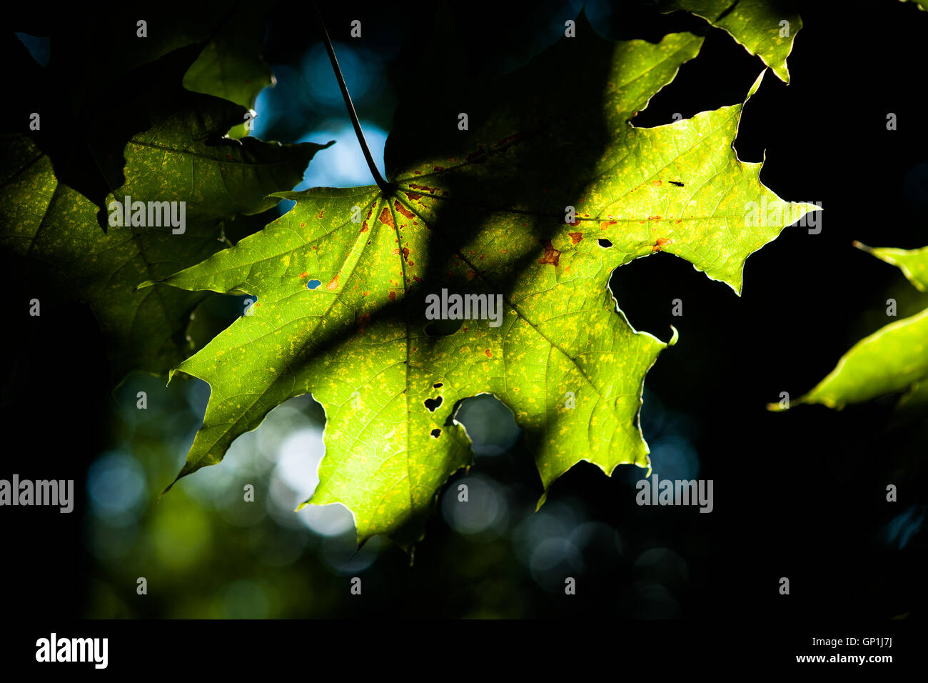Light and shadow on green leaf hi-res stock photography and images - Alamy