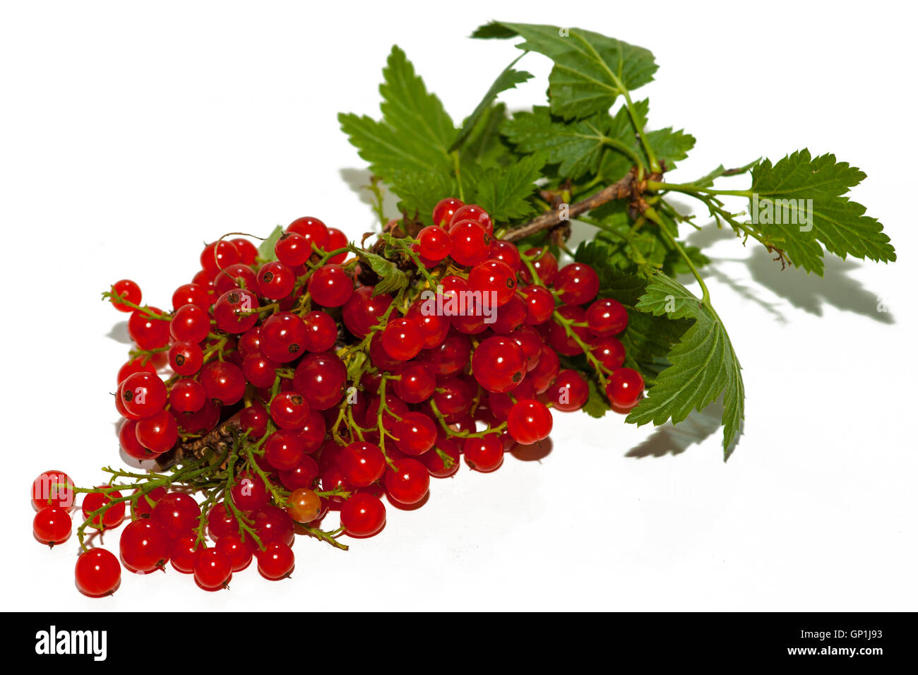 A branch of red currant berries, cut off a bush, isolated against white ...