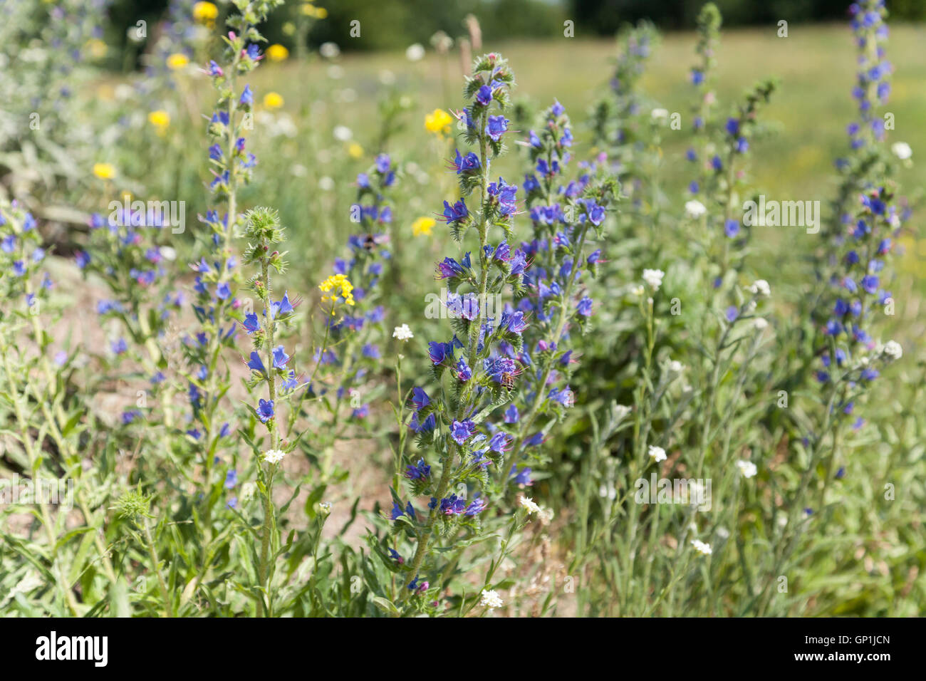 Thimble flower hi-res stock photography and images - Alamy