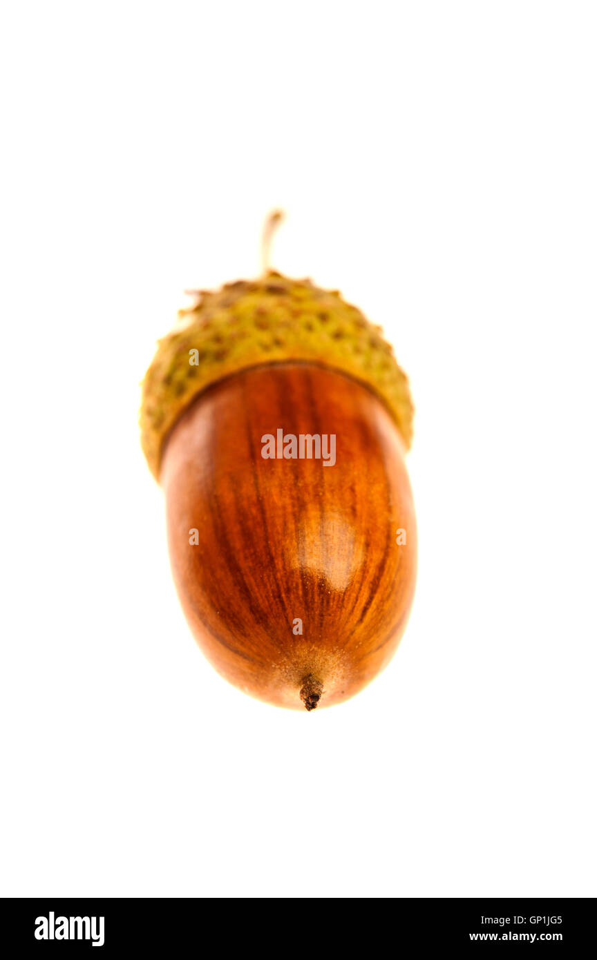 Acorn seeds hi-res stock photography and images - Alamy