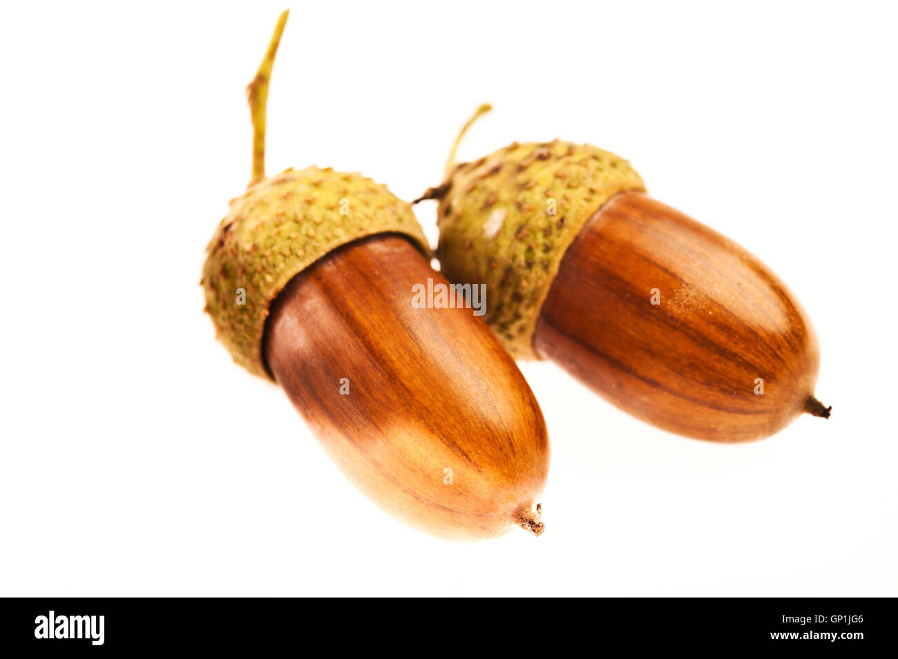 Acorn seeds hi-res stock photography and images - Alamy