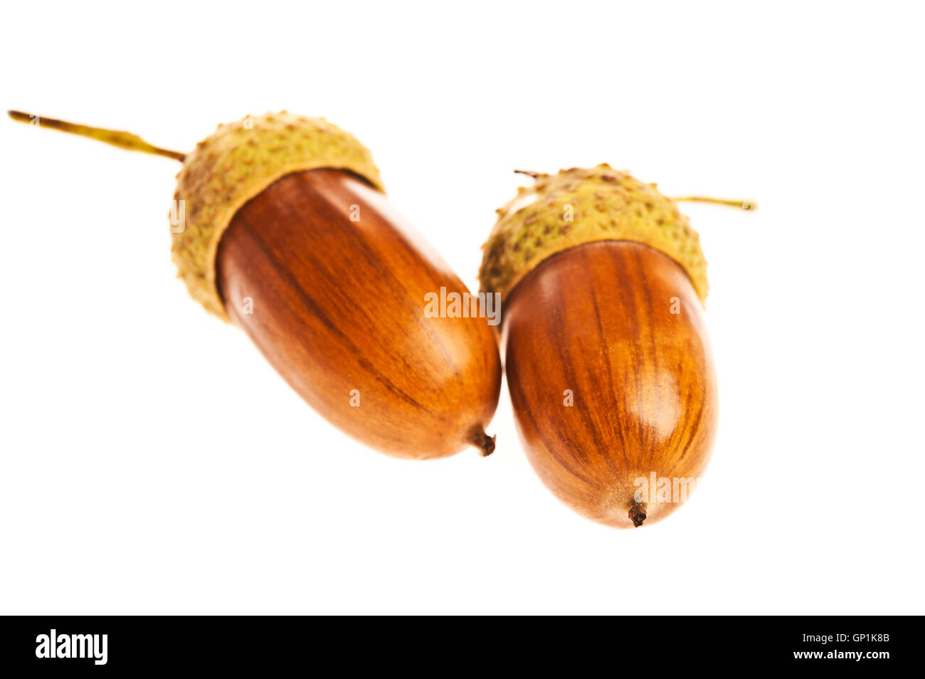 Acorn seeds hi-res stock photography and images - Alamy