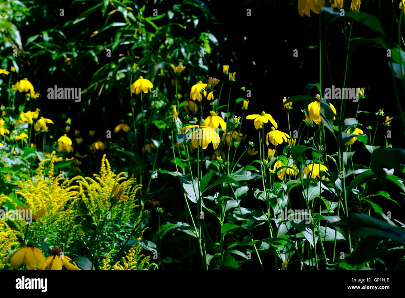 Clasping leaf coneflower hi-res stock photography and images - Alamy