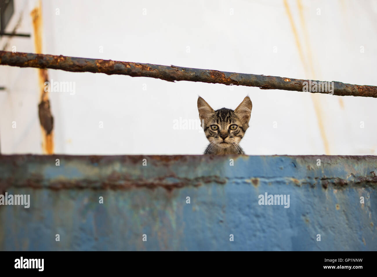 Cute Tabby Cat on Abandoned Old Rusty Ship Stock Photo - Alamy