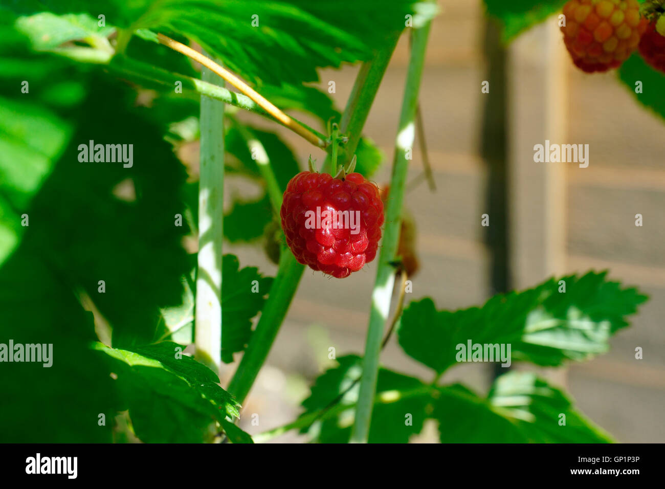 Ripest hi-res stock photography and images - Alamy