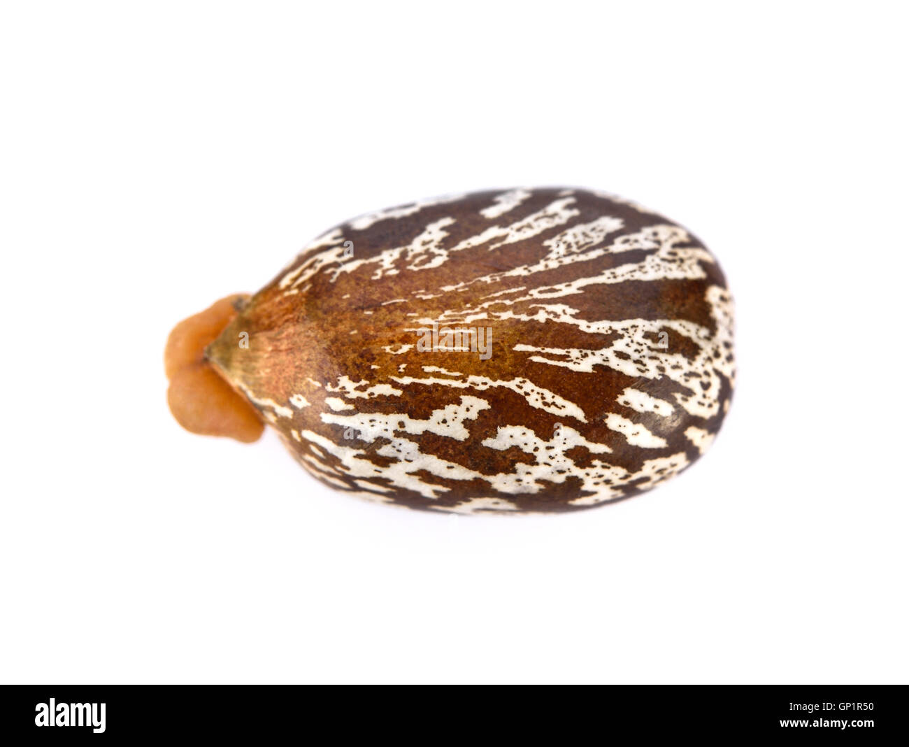 Castor bean on white background , extreme close-up Stock Photo - Alamy