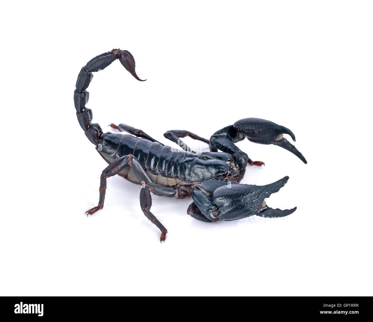 Scorpion on white background Stock Photo - Alamy