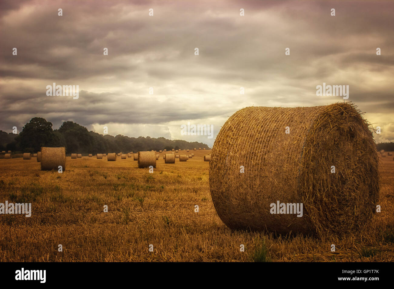 Hay yield hi-res stock photography and images - Alamy
