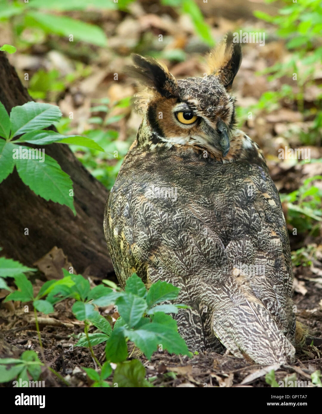 A great horned owl in the woods Stock Photo - Alamy