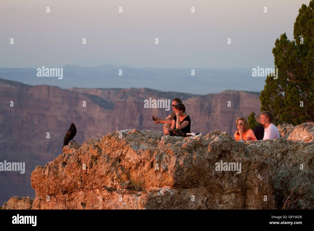 Raven Grand Canyon High Resolution Stock Photography and Images - Alamy