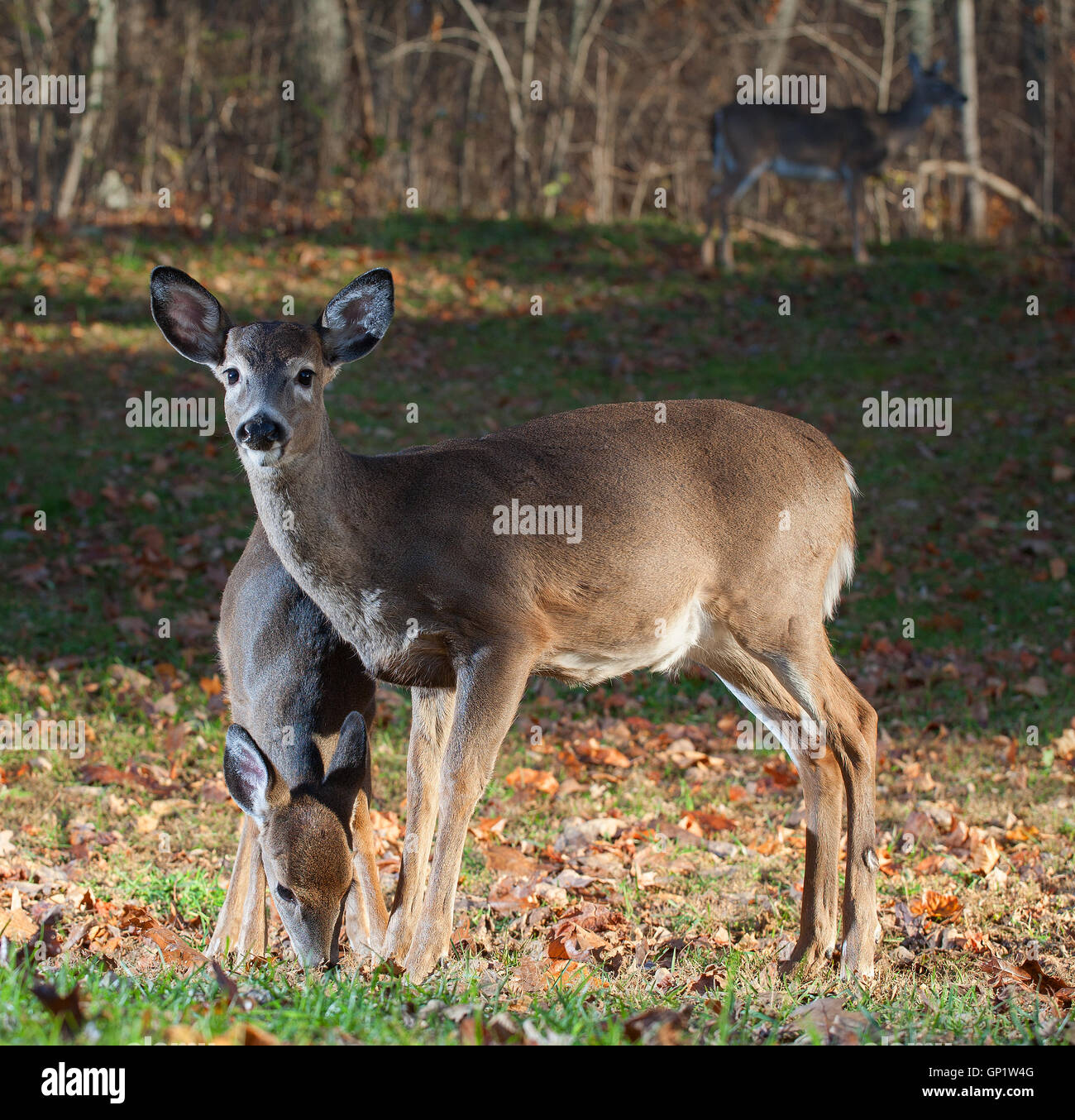Whitetail deer doe close to an older fawn as it eats Stock Photo - Alamy