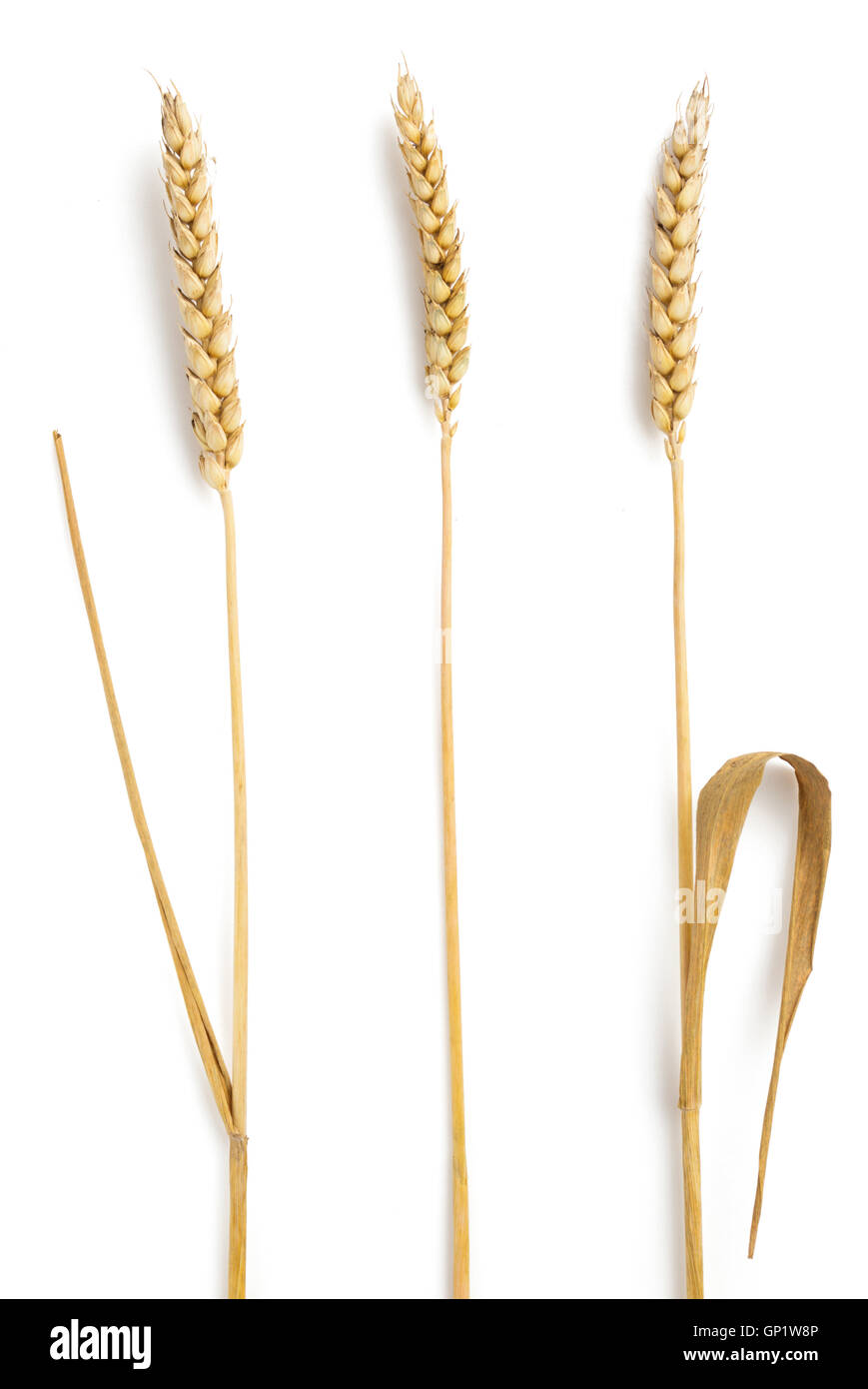 ears of wheat isolated on white background Stock Photo - Alamy
