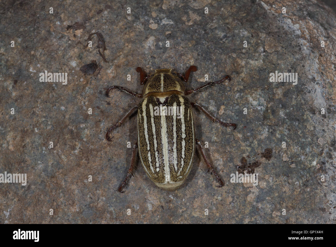 Arizona insects hi-res stock photography and images - Alamy