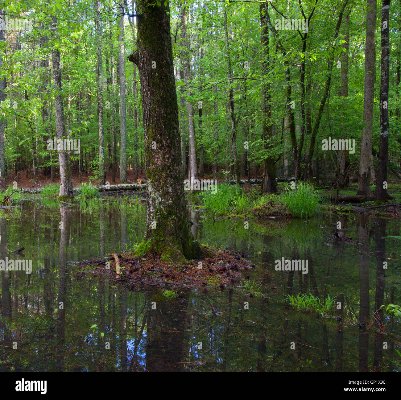 Forest that has several inches of water across its floor Stock Photo ...