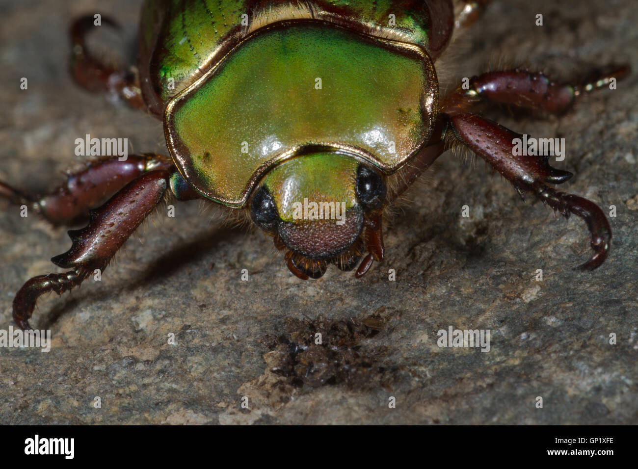 Arizona Insects High Resolution Stock Photography and Images - Alamy