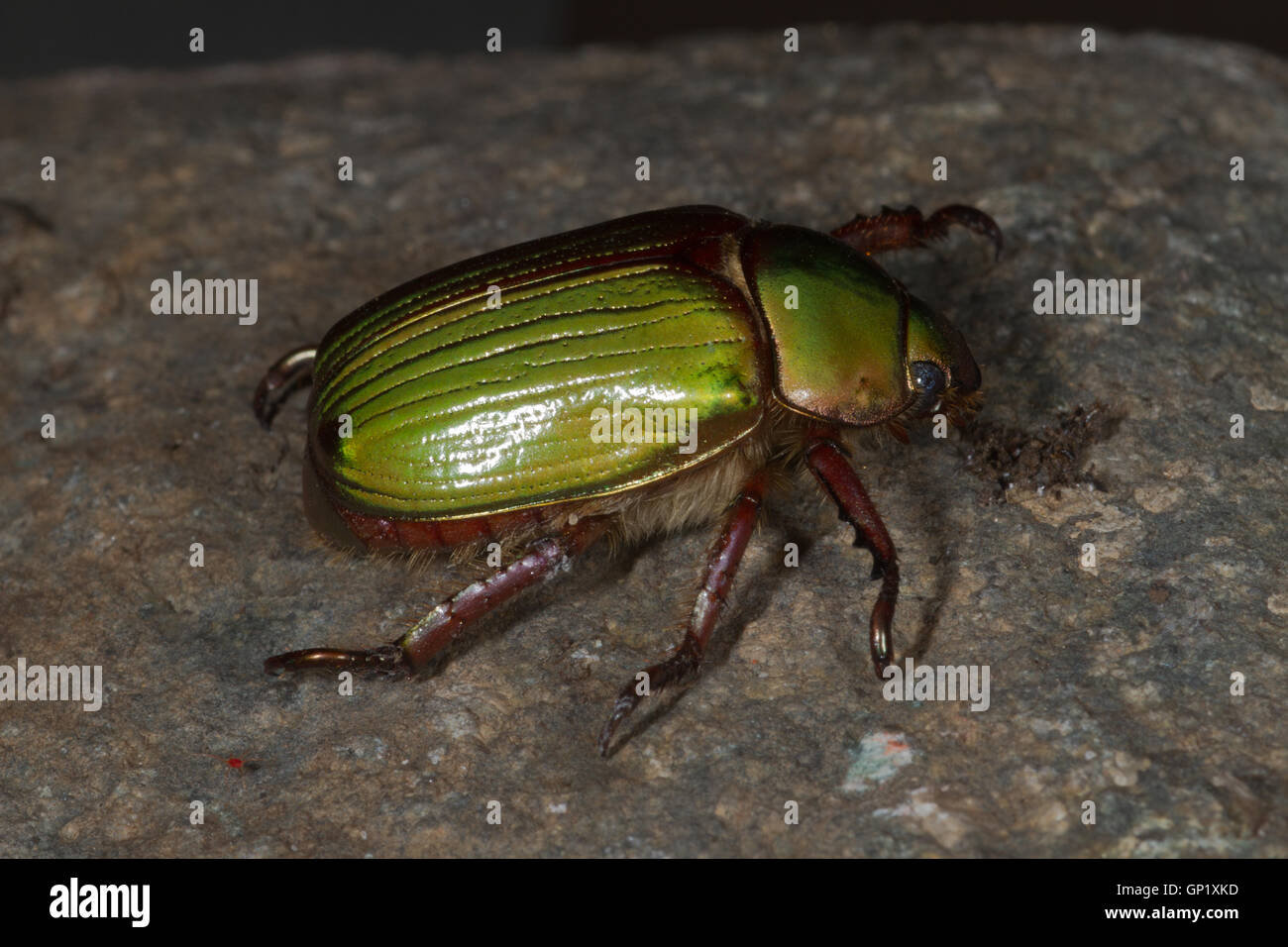 Arizona insects hi-res stock photography and images - Alamy